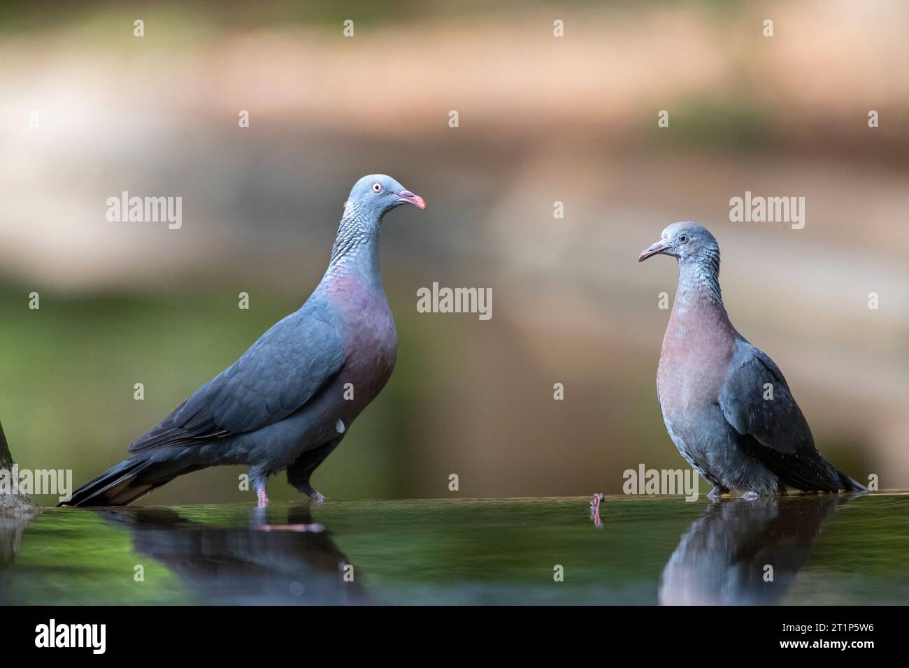 Endemic Trocaz Pigeon (Columba trocaz), also known as Madeira laurel ...