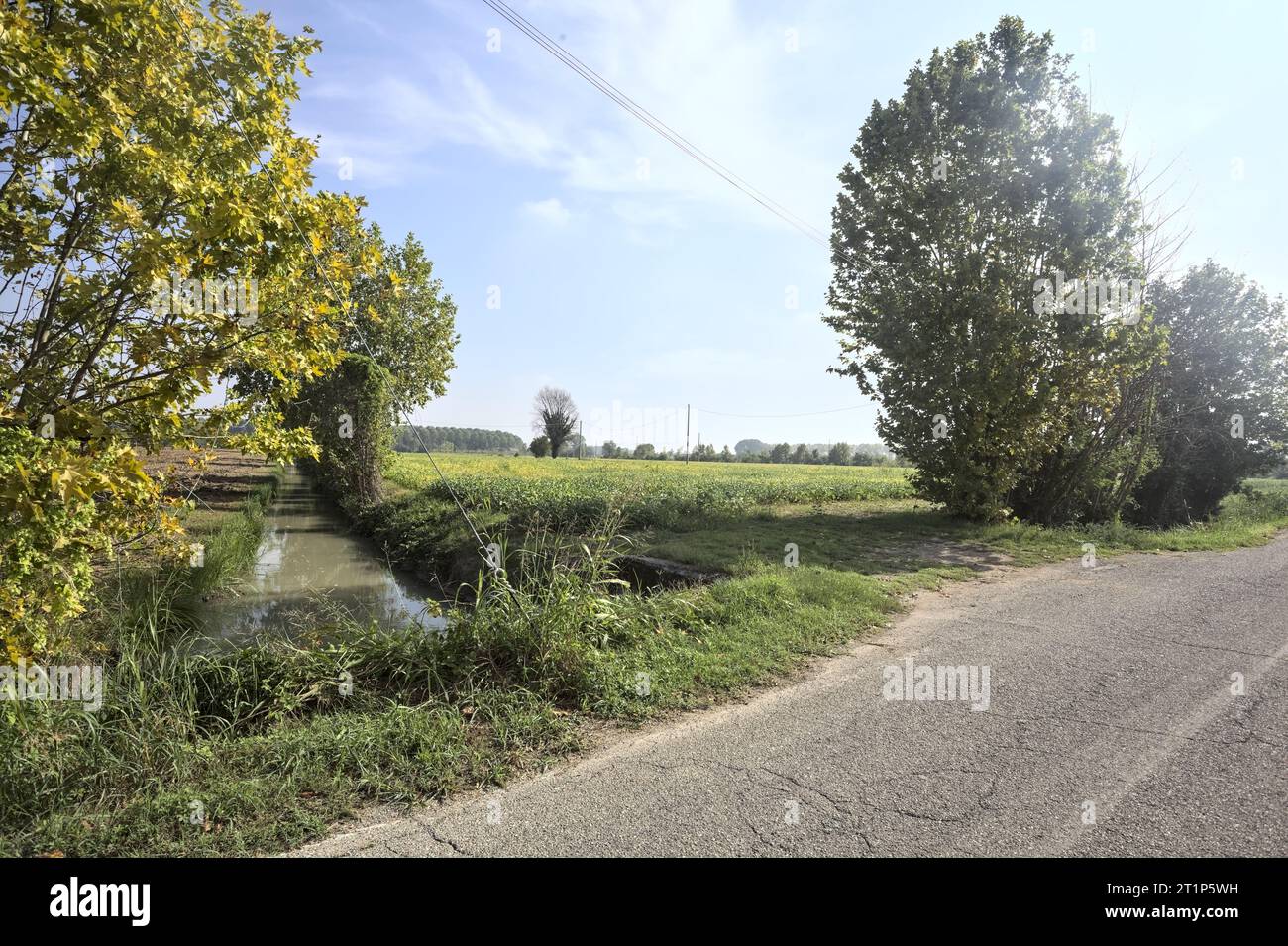 Tree by the edge of a trench full of water between fields in the ...