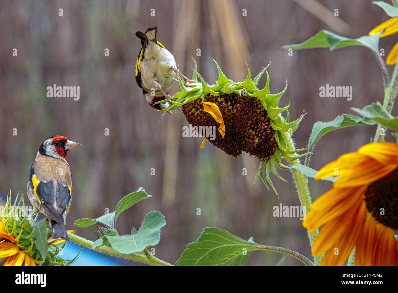 European goldfinches on a non-GMO sunflower in a garden. Colombiers ...