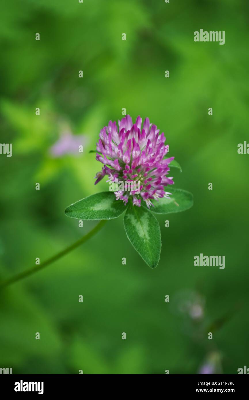 Kleeblatt hi-res stock photography and images - Alamy