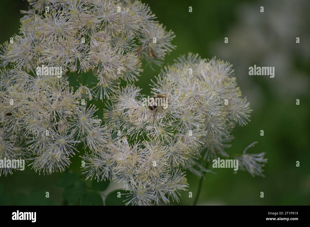 Käfer auf flora hi-res stock photography and images - Alamy