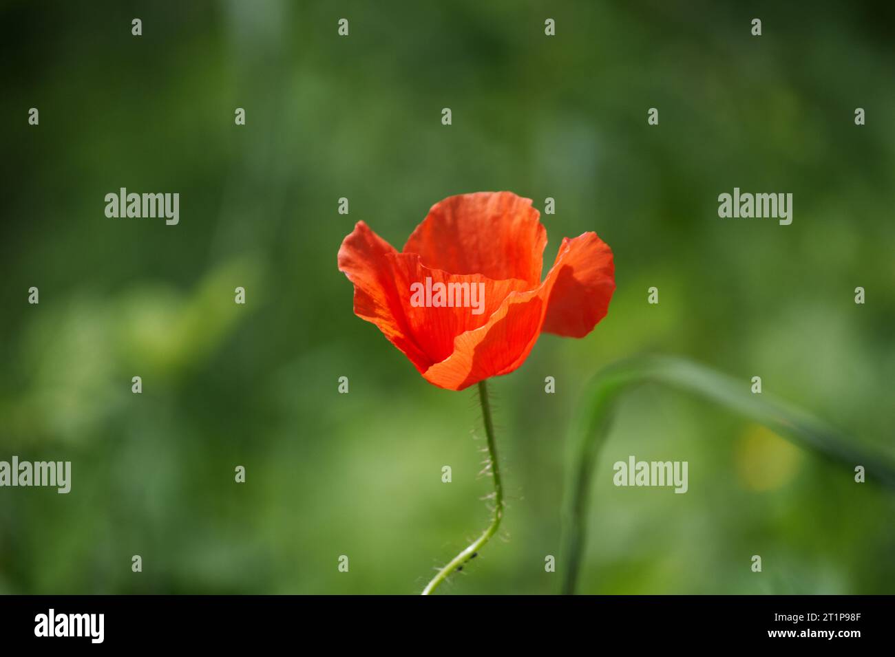 Red poppy and leaves hi-res stock photography and images - Alamy