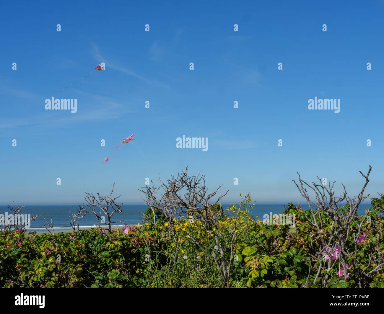 the island of Langeoog Stock Photo - Alamy