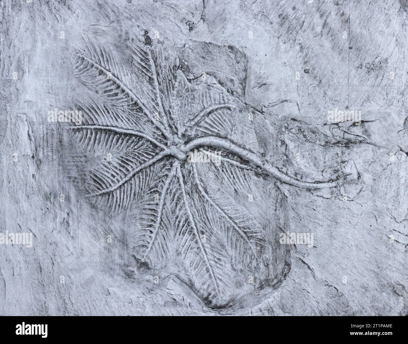 Hapalocrinus elegans hi-res stock photography and images - Alamy