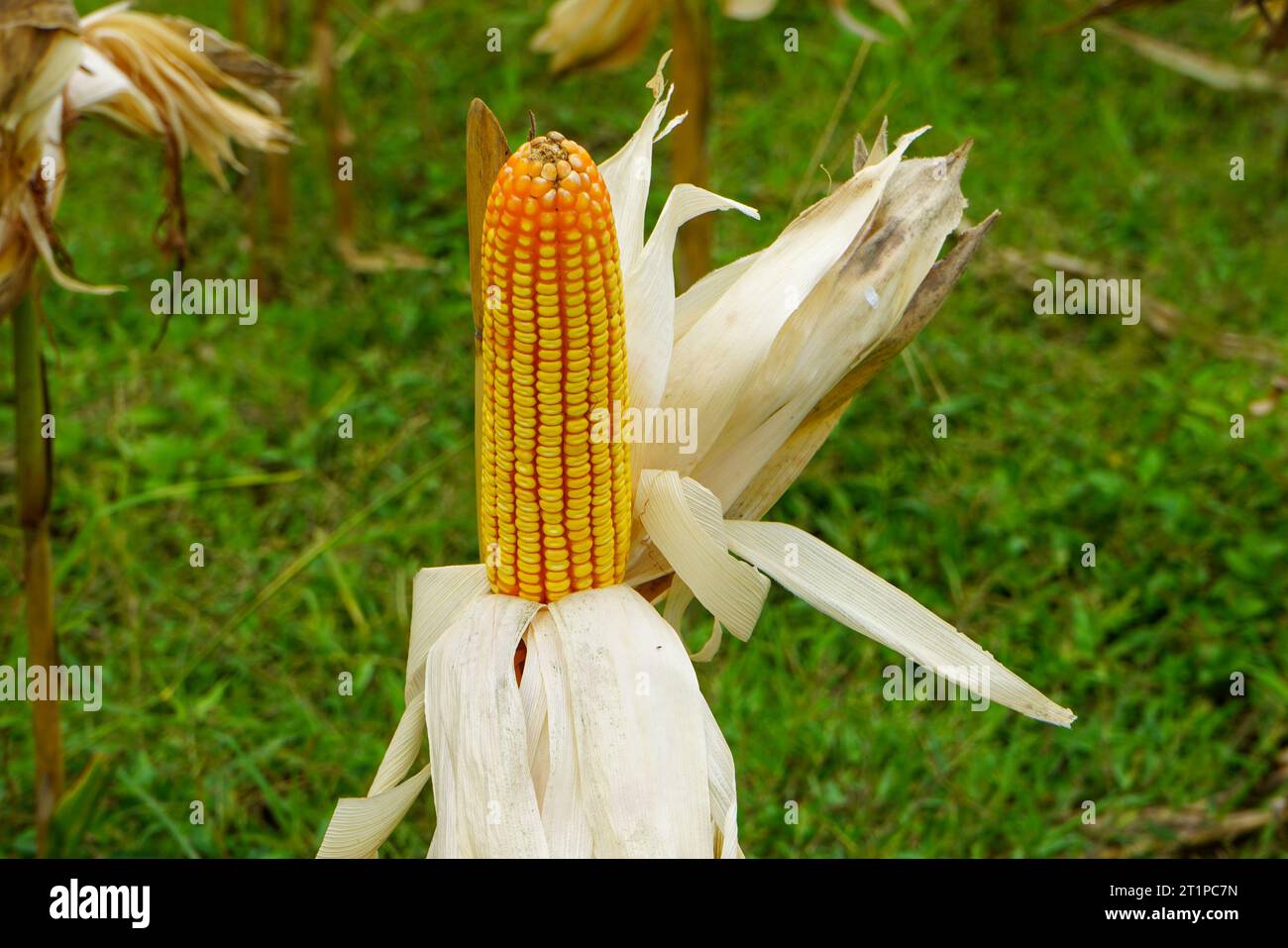 Corn is a tall annual cereal grass (Zea mays) that is widely grown for ...
