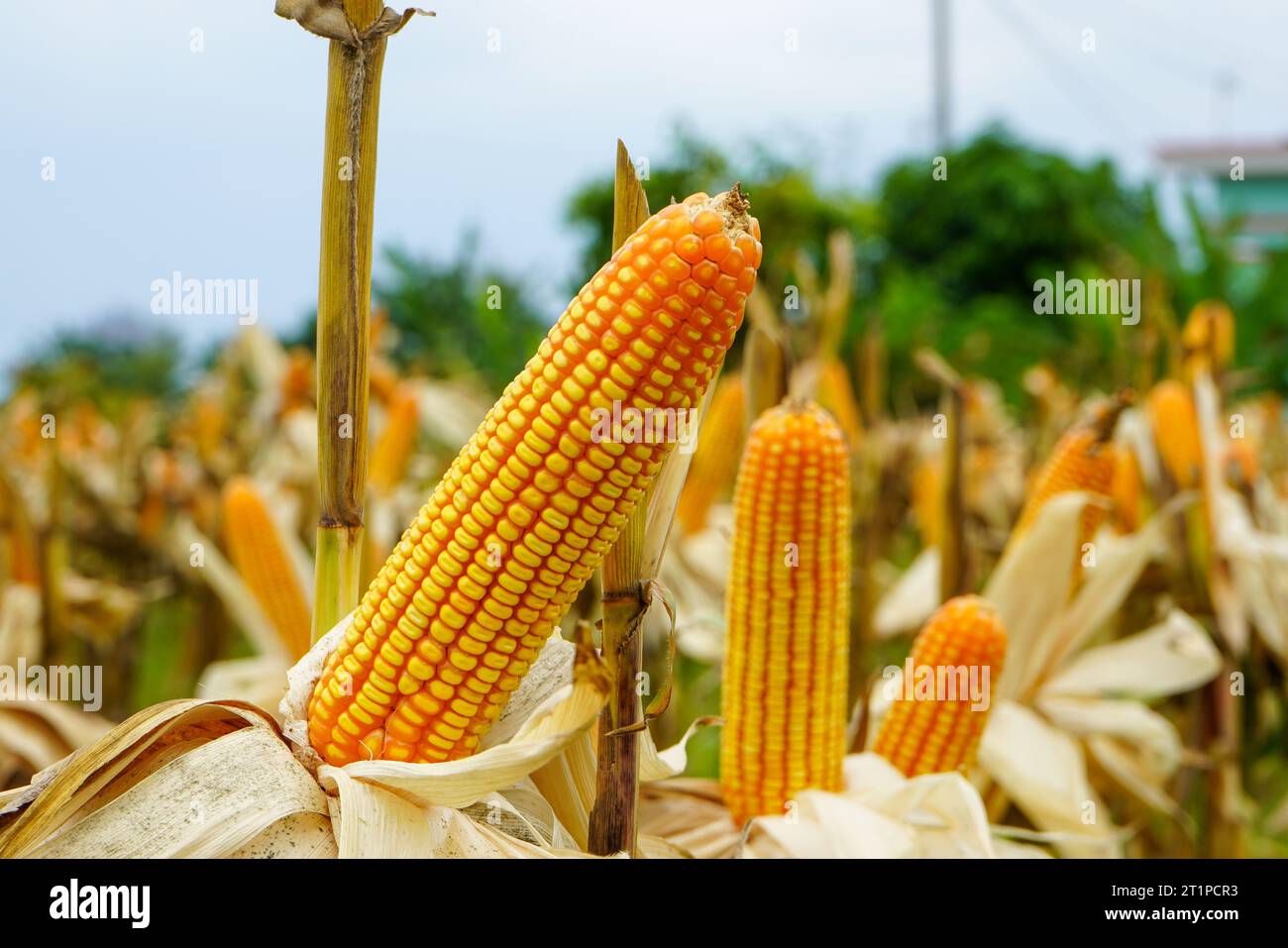 Corn is a tall annual cereal grass (Zea mays) that is widely grown for ...
