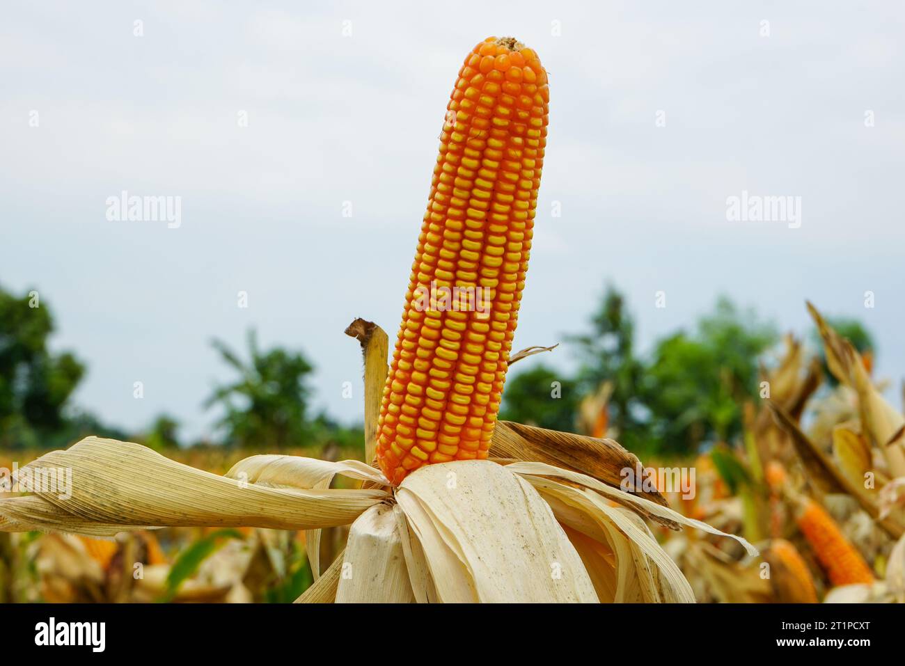 Corn is a tall annual cereal grass (Zea mays) that is widely grown for ...