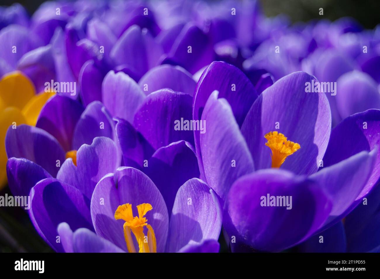 Blume krokus hi-res stock photography and images - Alamy