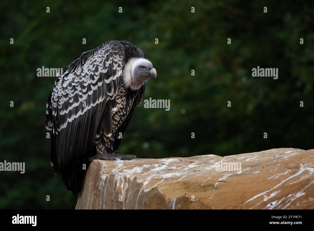 Rüppell's Vulture - Gyps rueppelli, beautiful large bird of prey from ...
