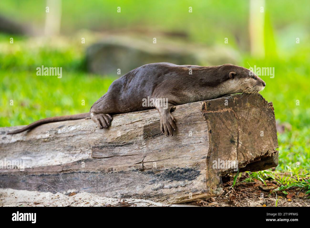 Smooth coated otter feet and paw hi-res stock photography and images ...