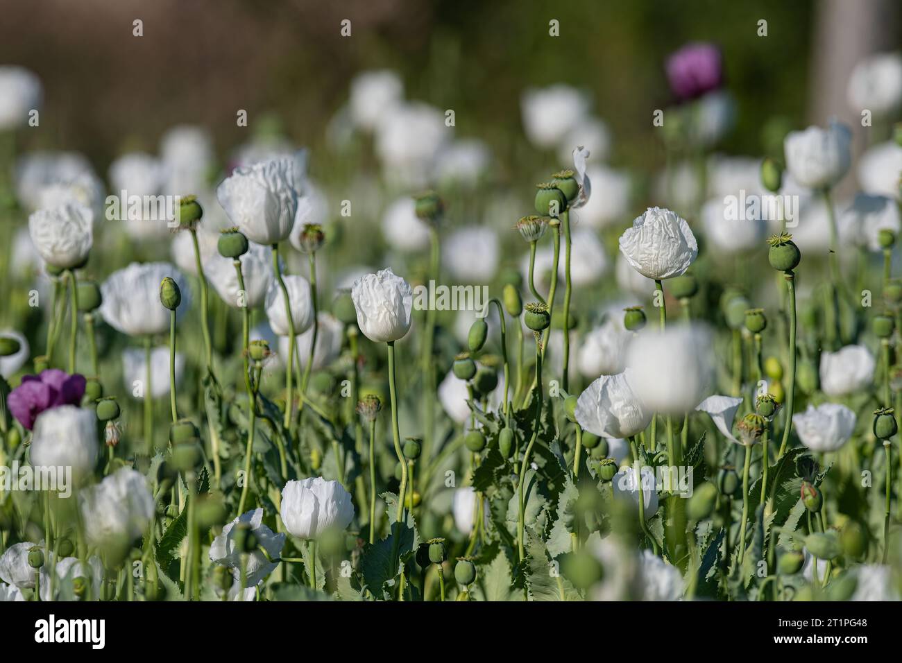Violet poppy flower blossom hi-res stock photography and images - Alamy