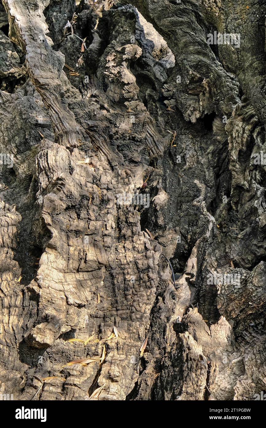 Abstract natural beautiful tree bark texture Stock Photo - Alamy