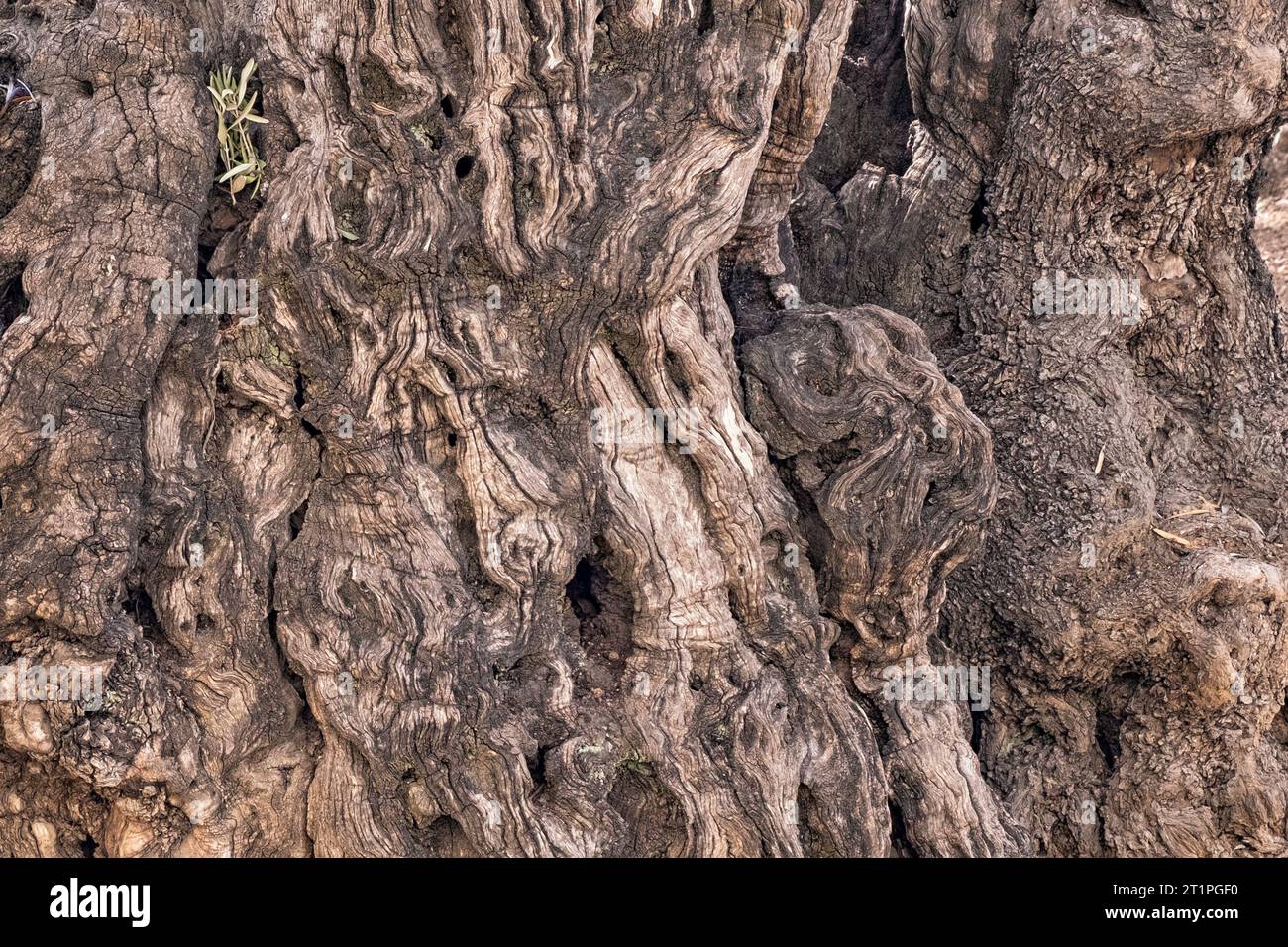 Abstract natural beautiful tree bark texture Stock Photo - Alamy