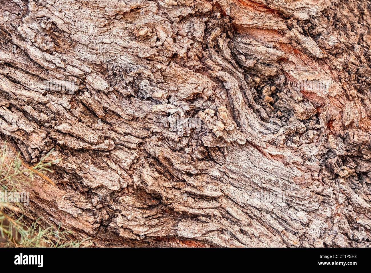Abstract natural beautiful tree bark texture Stock Photo - Alamy