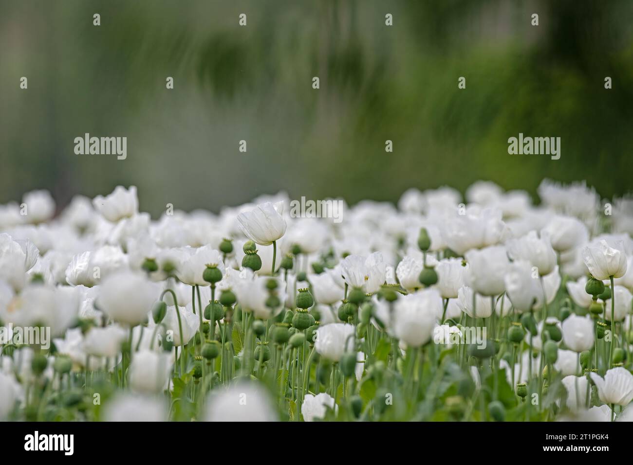 White poppy flower field in Burdur. White flower field Stock Photo - Alamy