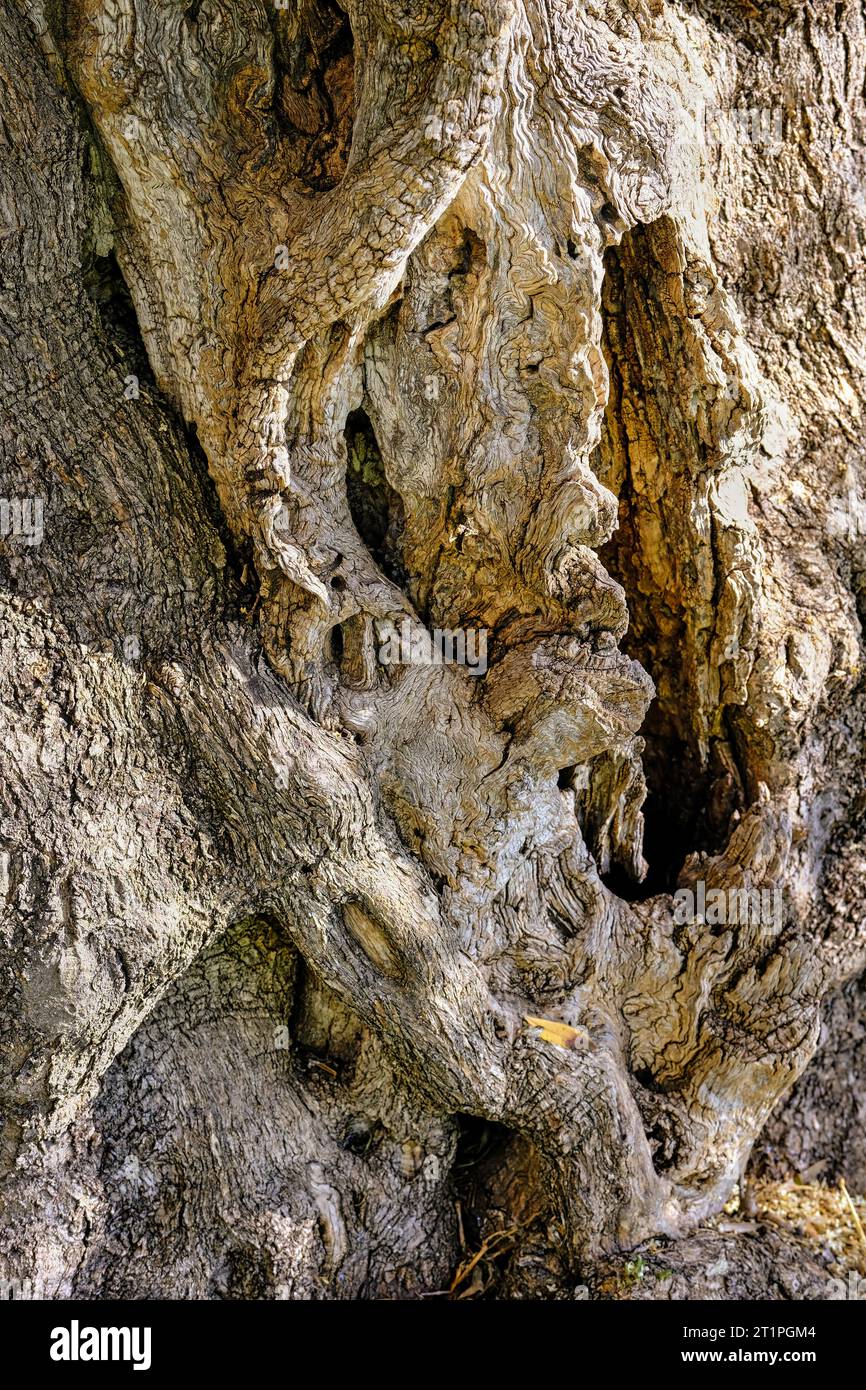 Abstract natural beautiful tree bark texture Stock Photo - Alamy