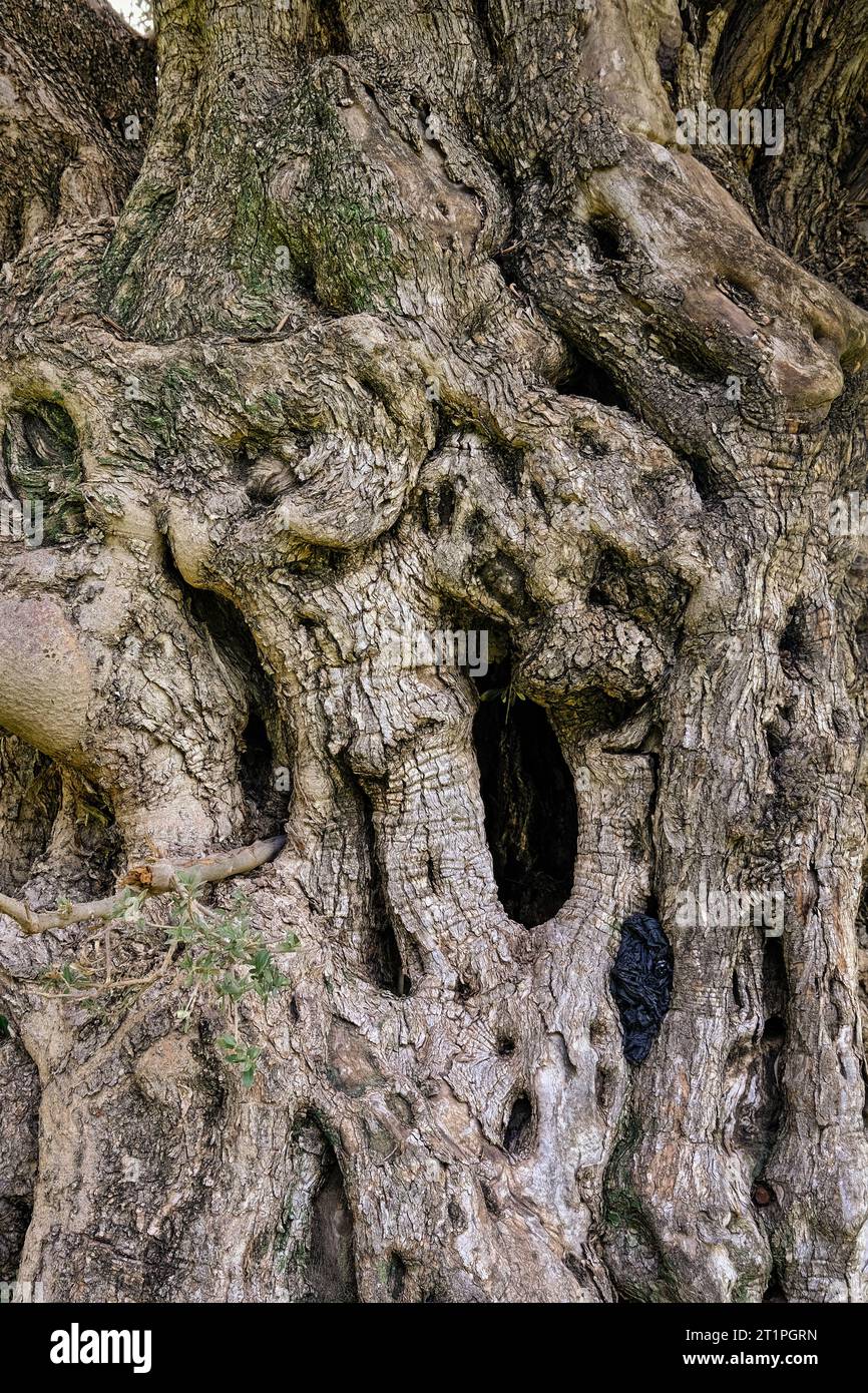 Abstract natural beautiful tree bark texture Stock Photo - Alamy