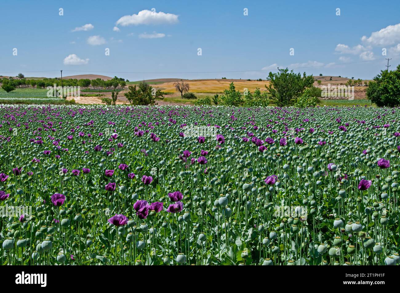 Purple poppy flowers in a field (Papaver somniferum). Poppy ...