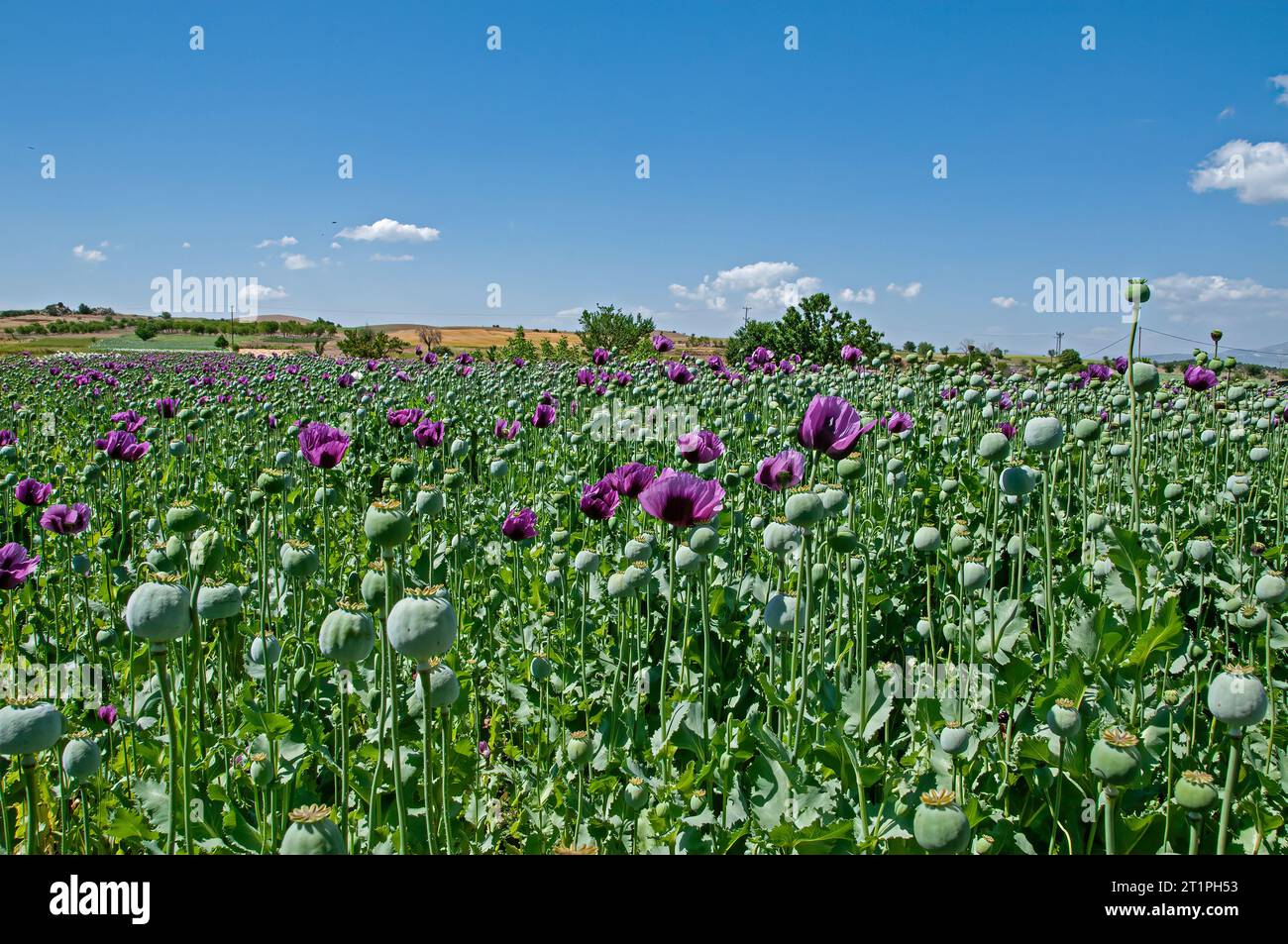 Purple poppy flowers in a field (Papaver somniferum). Poppy ...