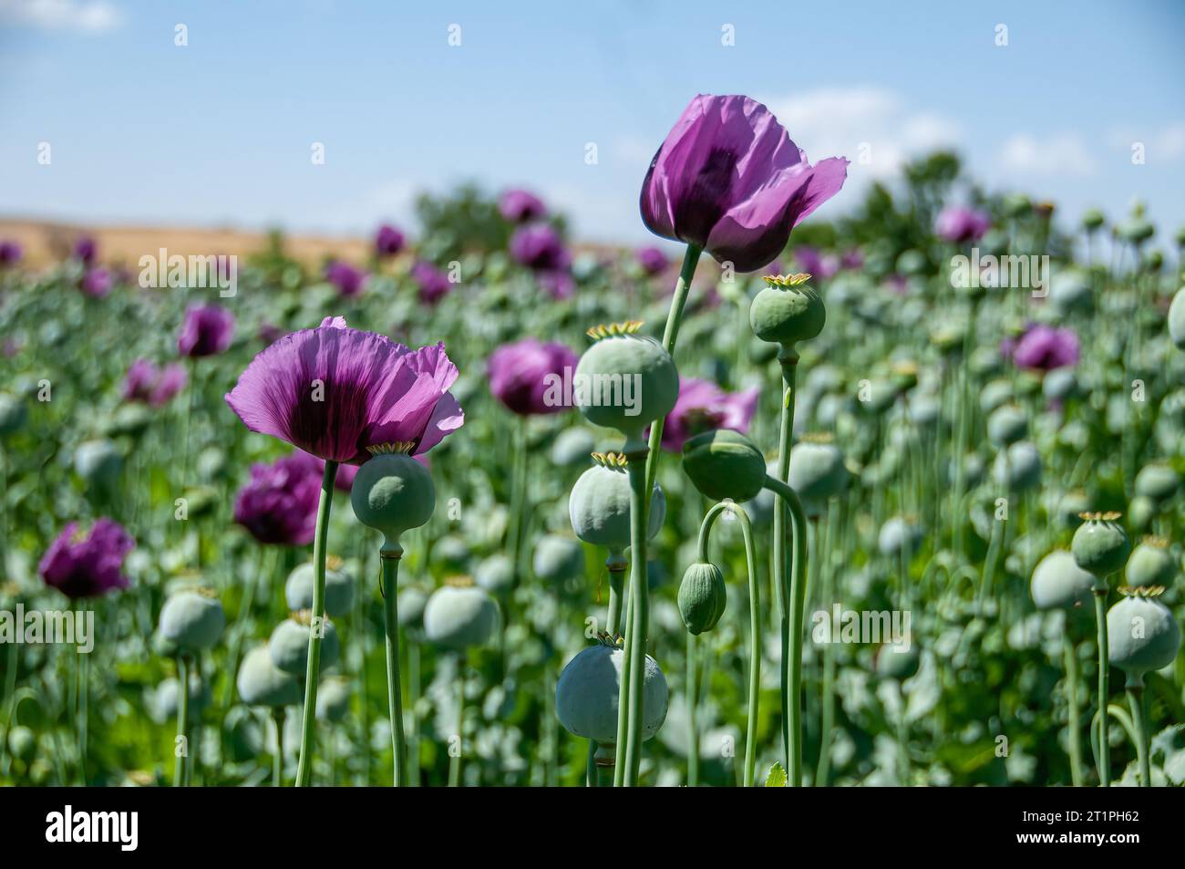 Purple poppy flowers in a field (Papaver somniferum). Poppy ...