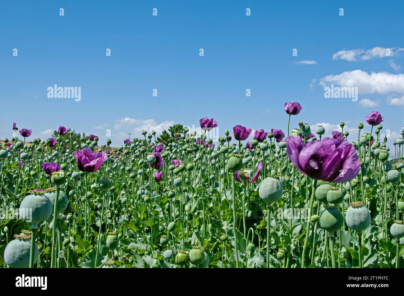 Purple poppy flowers in a field (Papaver somniferum). Poppy ...