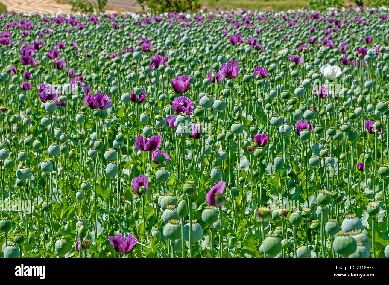 Purple poppy flowers in a field (Papaver somniferum). Poppy ...
