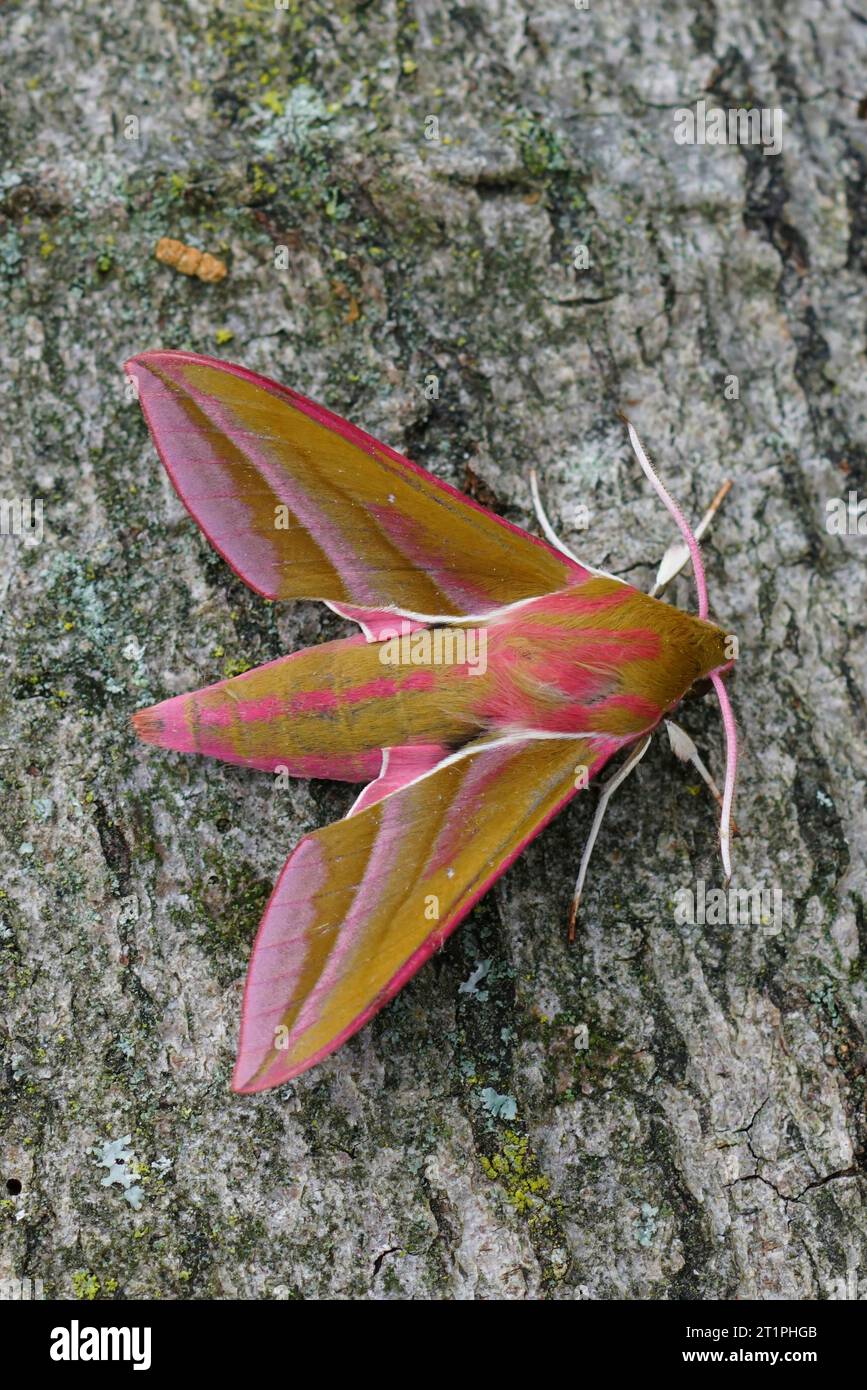 Natural closeup on the colorful pink Elephant Hawk-moth, Deilephila ...