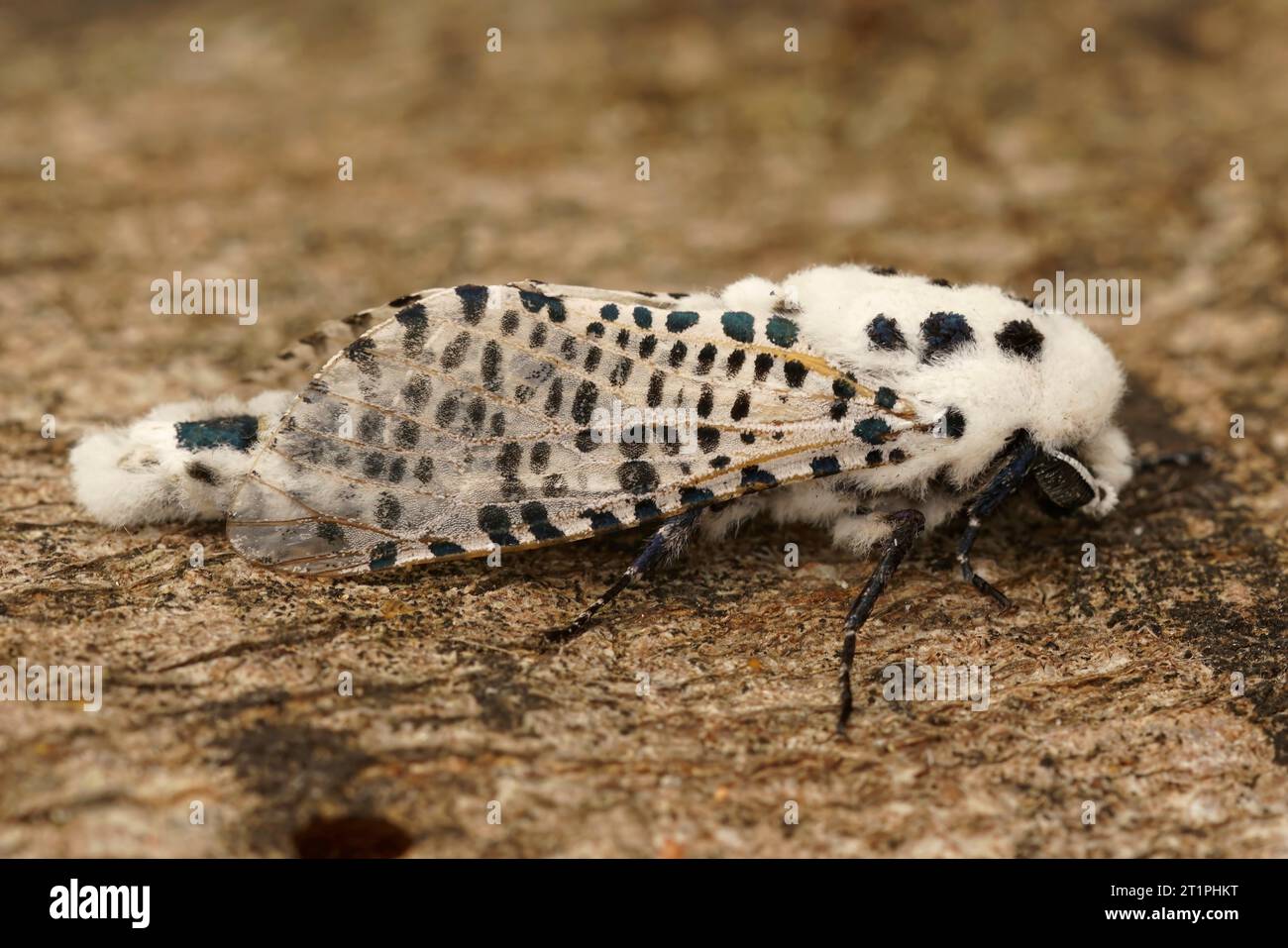 Natural closeup on the white and black spotted Leopard Moth, Zeuzera ...