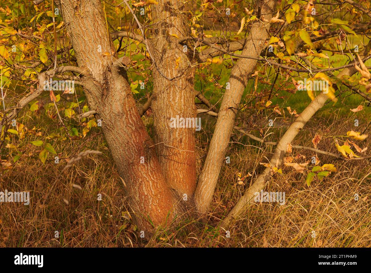 Under tree canopy hi-res stock photography and images - Alamy