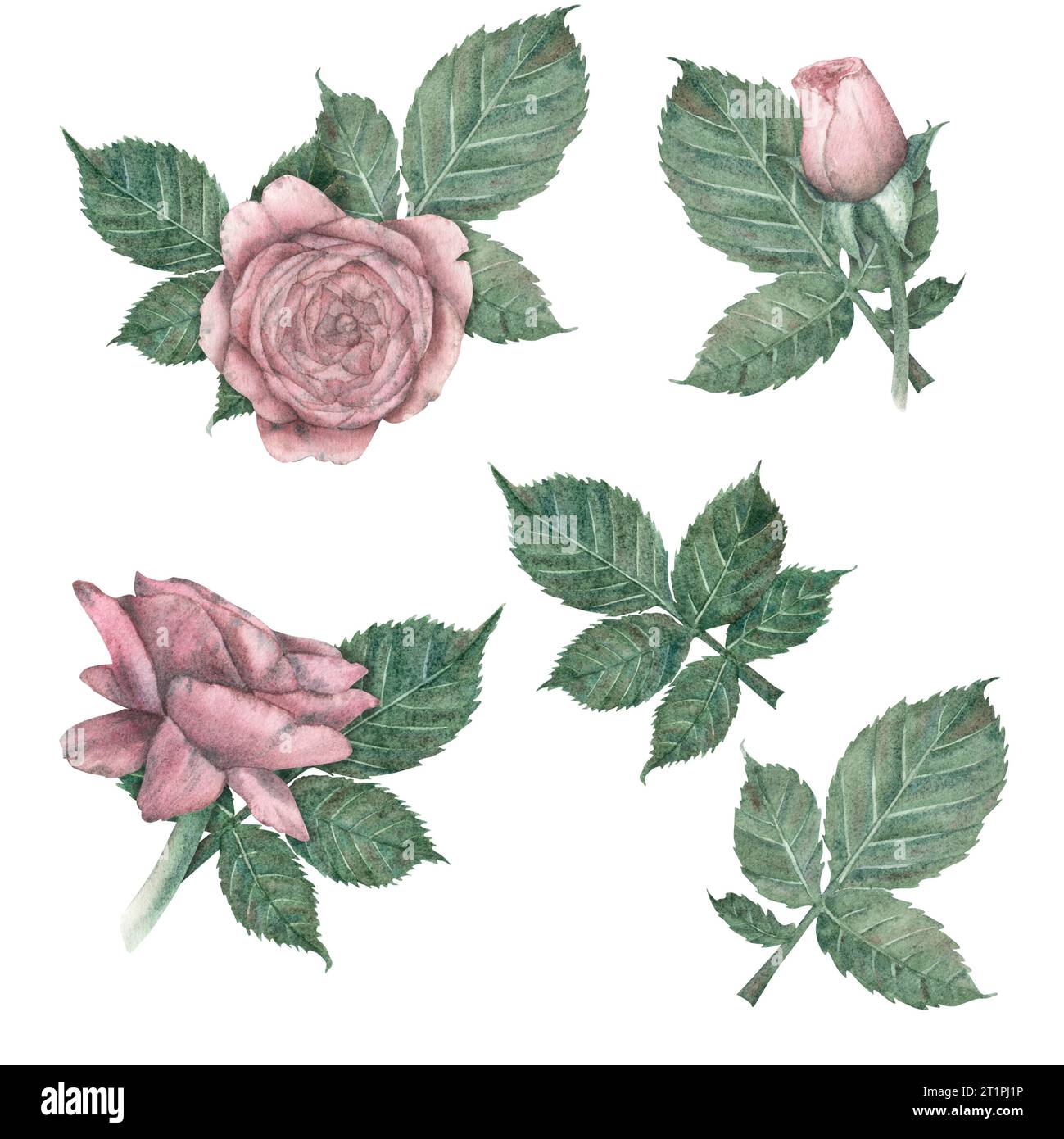 A set of mini compositions of pink roses and green leaves in vintage ...