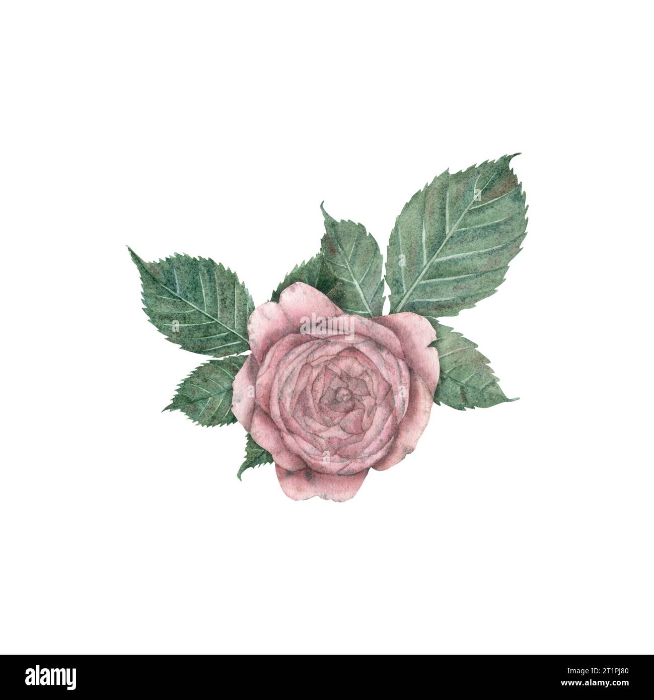 Mini compositions of pink rose bud and green leaves in vintage style ...