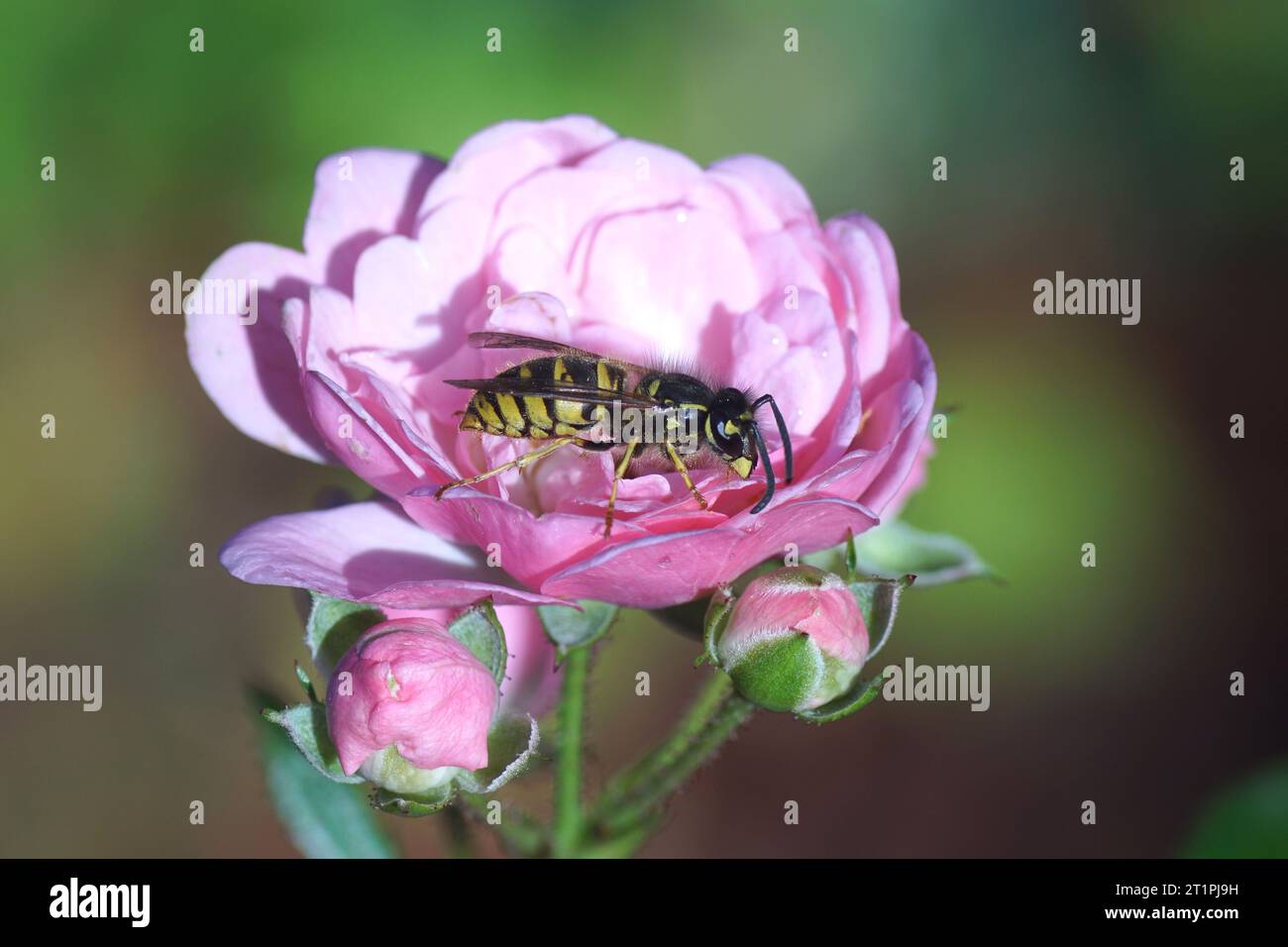 Close up of a common wasp (Vespula vulgaris), family Vespidae on a ...