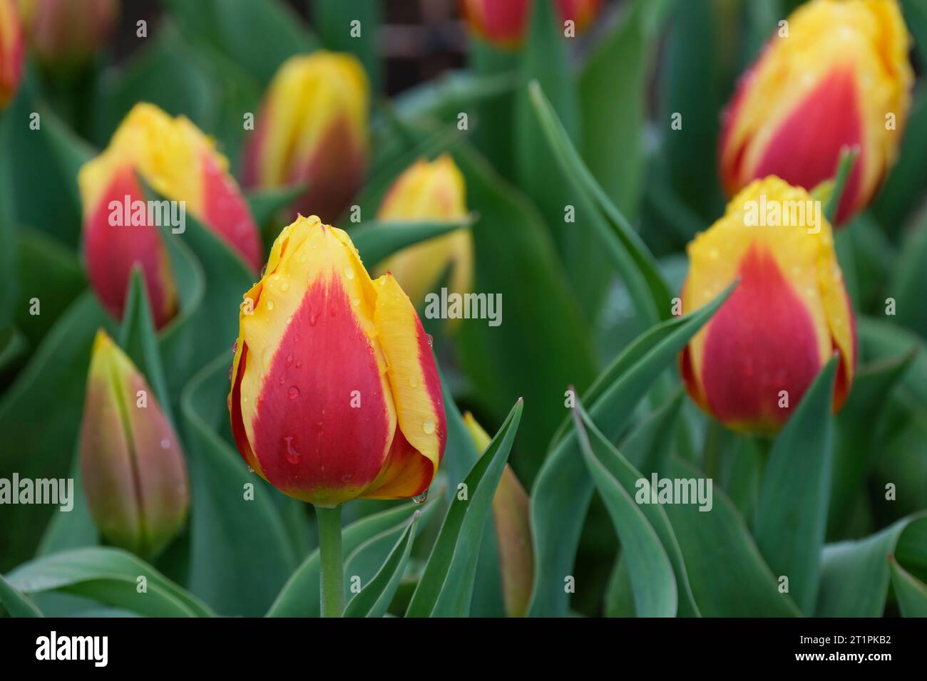 Tulip emperors crown hi-res stock photography and images - Alamy