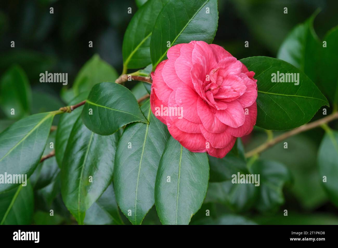 Double pink camellia hi-res stock photography and images - Alamy