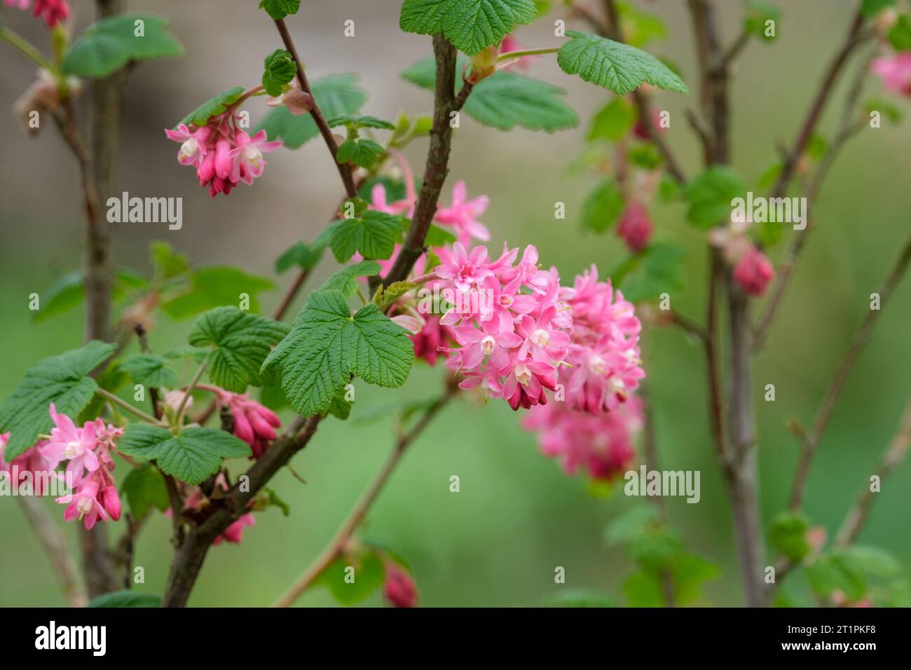 Pink tubular flowers hi-res stock photography and images - Alamy