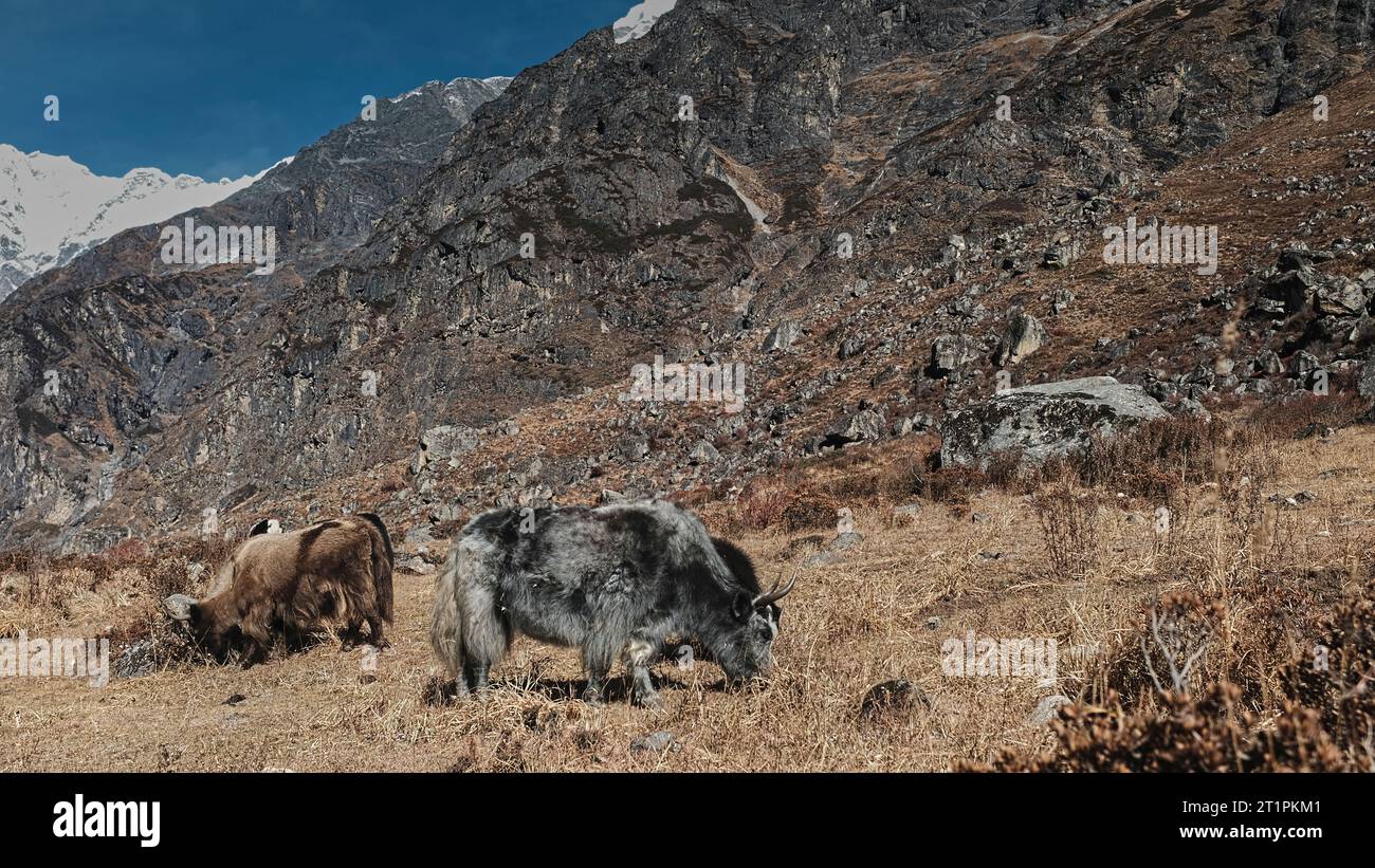 Yaks eating grass high in the Himalayas, Langtang Valley, Asia Stock Photo - Alamy