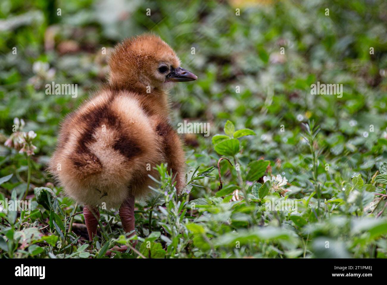 Lost cute hi-res stock photography and images - Alamy