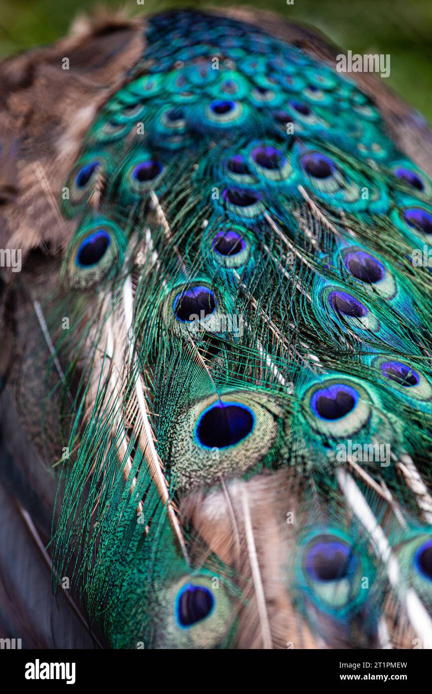 Detail of peacock feathers Stock Photo - Alamy