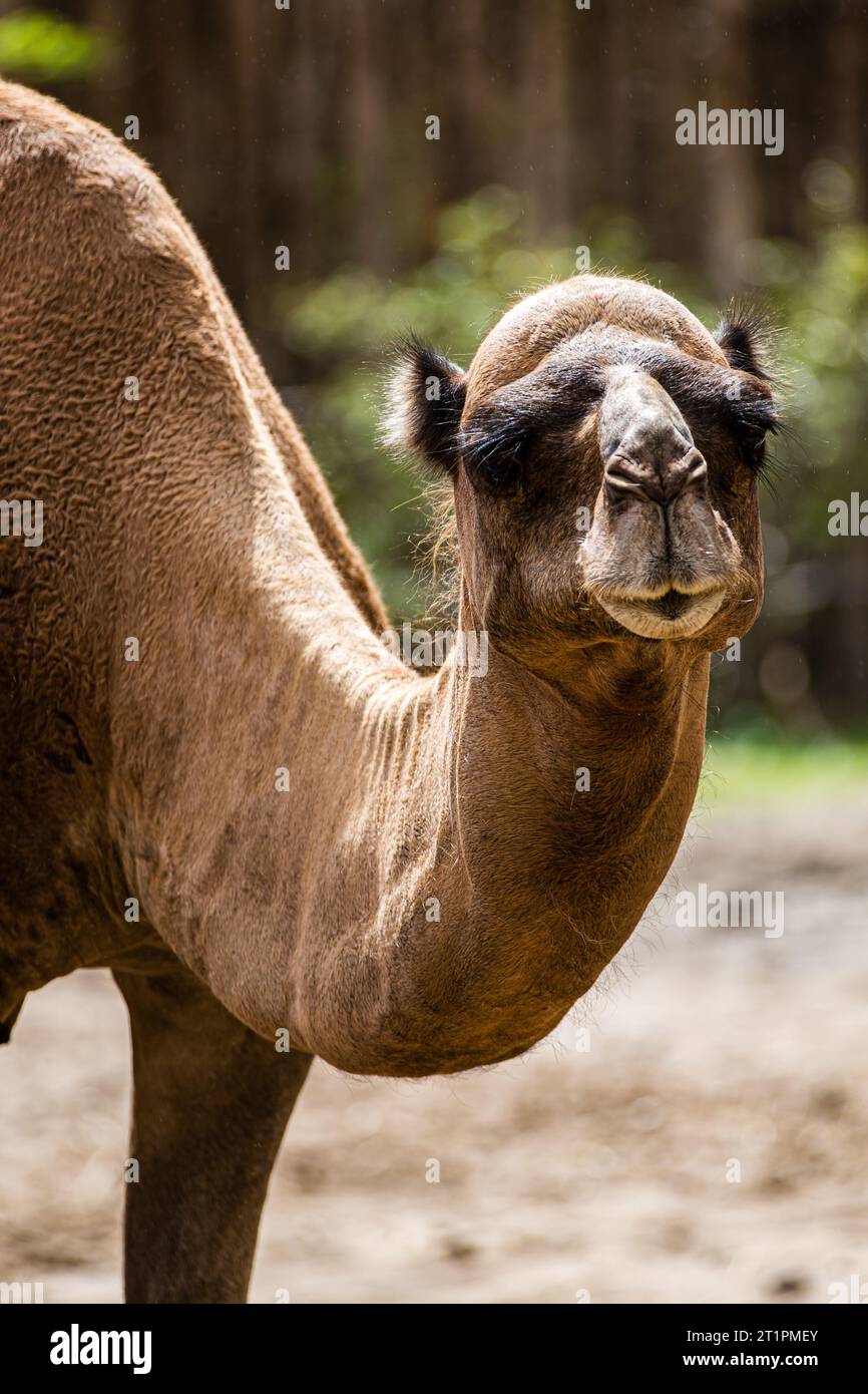 Head of camel hi-res stock photography and images - Alamy