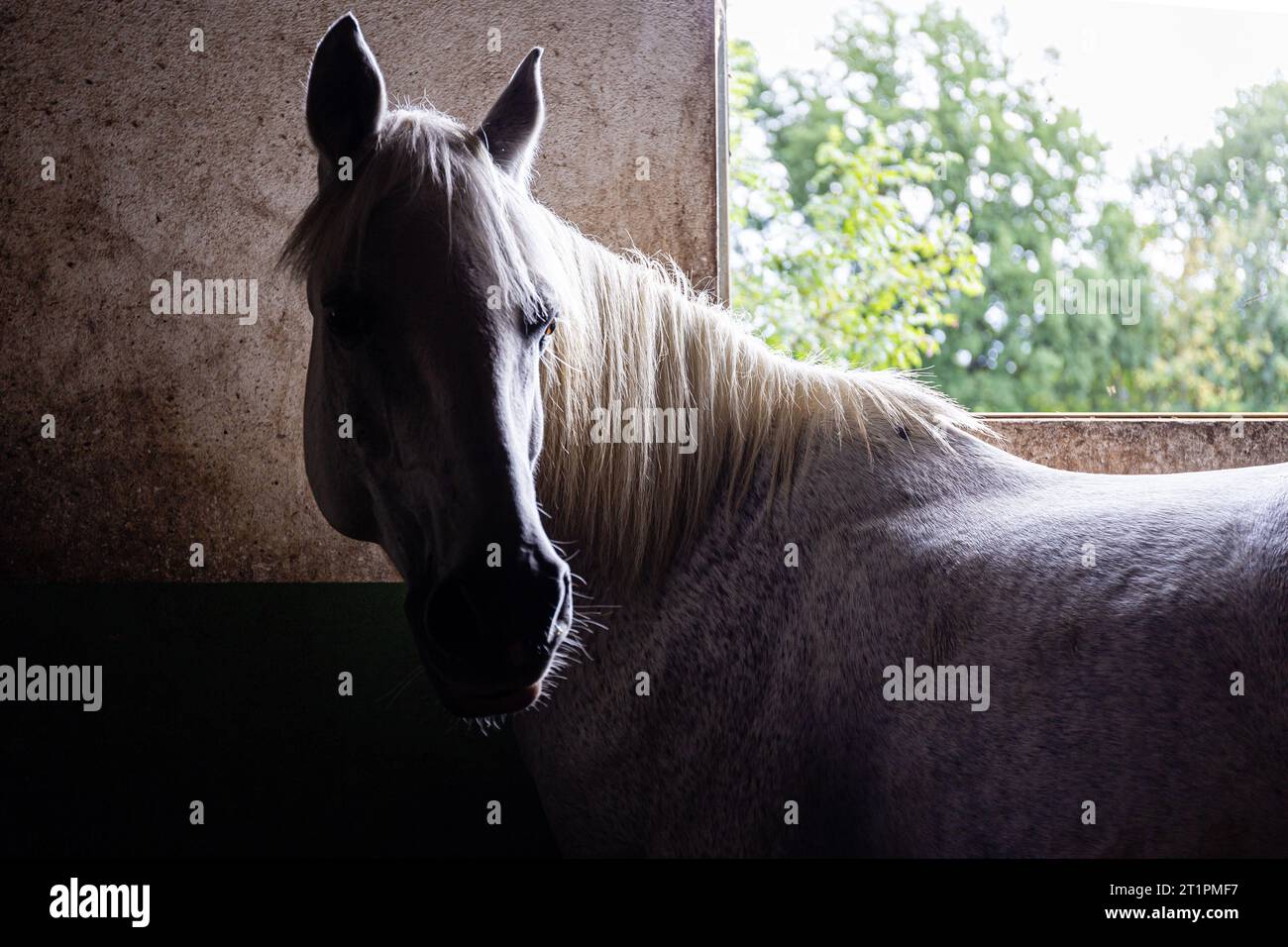 Inside horse box hi-res stock photography and images - Alamy