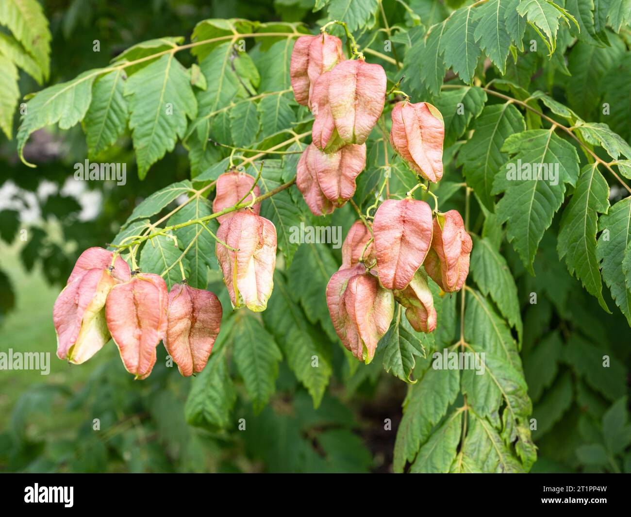 Koelreuteria paniculata 'Rose Lantern' Stock Photo - Alamy