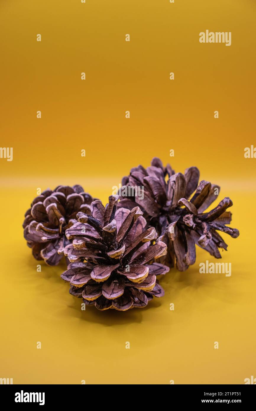 Three pine cones colored hi-res stock photography and images - Alamy