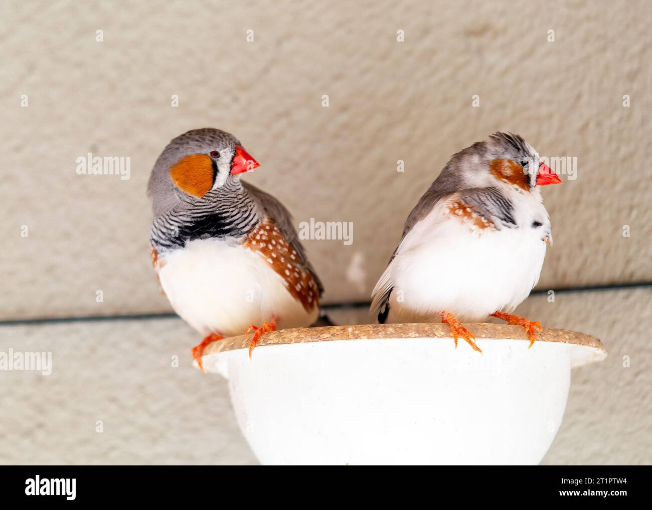 The zebra finch is a small, colorful songbird with a zebra-like pattern ...