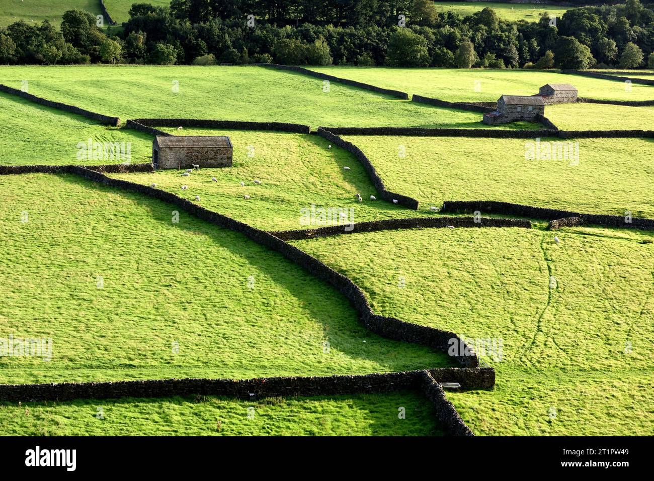 Field barns and dry stone walls at Gunnerside Stock Photo - Alamy