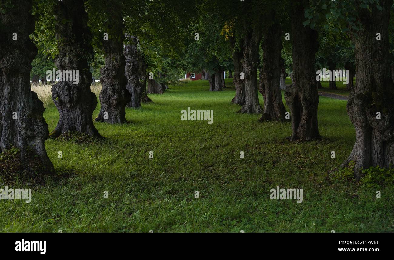 Big beautiful Lime trees in a park Stock Photo - Alamy
