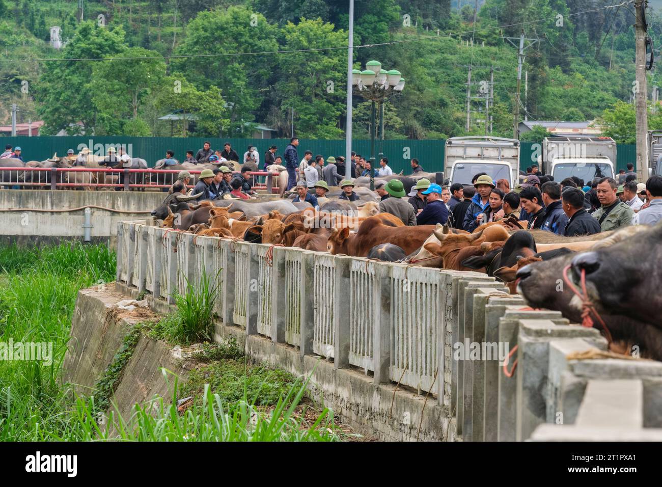 Vietnamese cows hi-res stock photography and images - Alamy