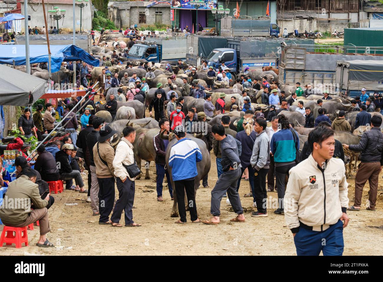 Bac Ha, Vietnam. Water Buffalo Market. Lao Cai Province Stock Photo - Alamy