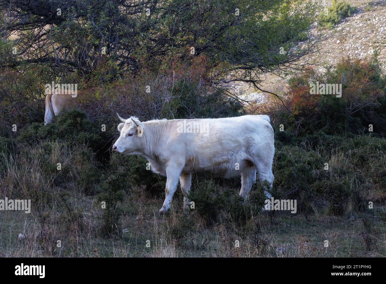 Piedmontese cow, typical Italian bovine breed, native to the Piedmont ...