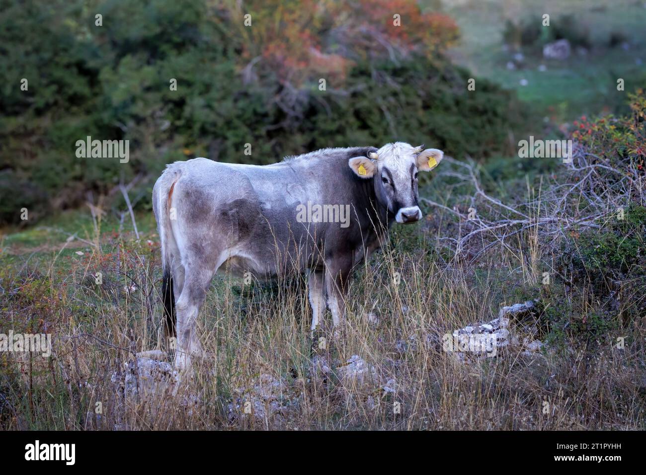 Alpine Gray Cow, typical mountain cattle breed, in a natural ...