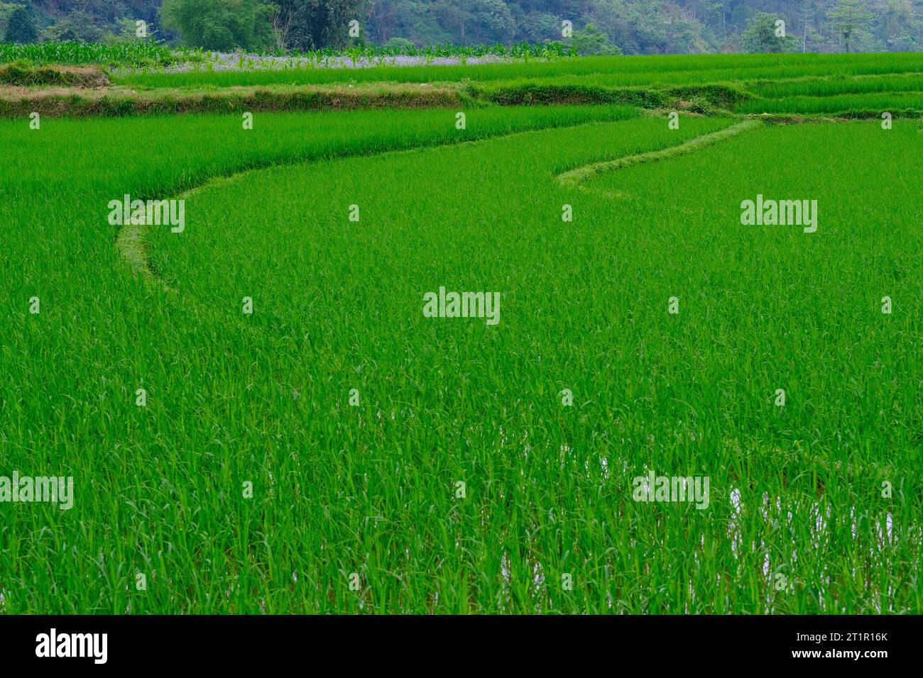 Rice paddy hi-res stock photography and images - Alamy